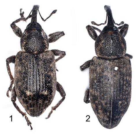 Gültekin L 2013 Two New Records Of Erirhinid Weevils From Turkey
