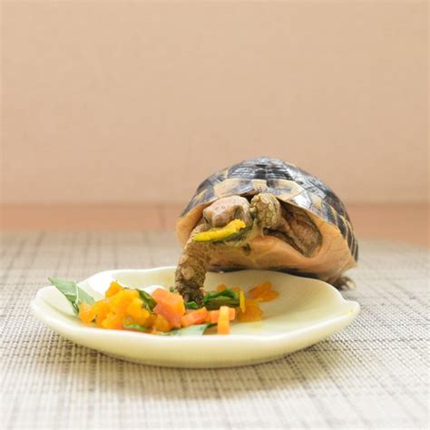 Red Eared Slider Care Sheet Artofit