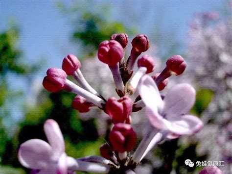 养生保健 古代治疗口臭秘方：口含丁香疗效
