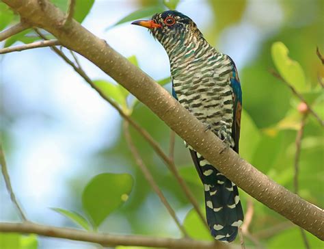 Asian Emerald Cuckoo Unveiling The Mysteries Of This Exotic Bird The