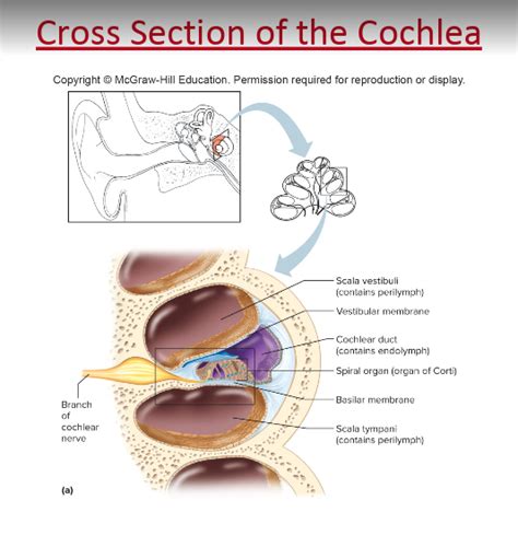 Cross Section Of Cochlea Diagram Quizlet