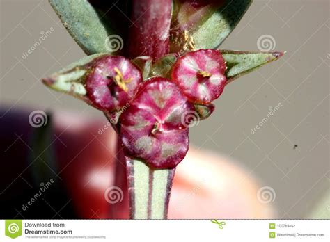 Salsola Soda Opposite Leaved Saltwort Barilla Plant Stock Photo