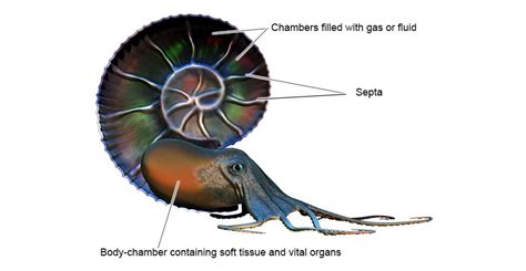 What Is A Ammonite Fossil Cheap Sale