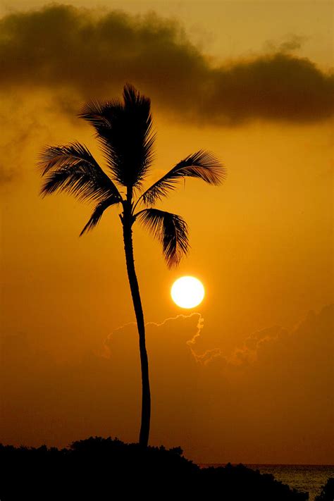 Sunset Coconut Palm Maui Hawaii Photograph By Pierre Leclerc