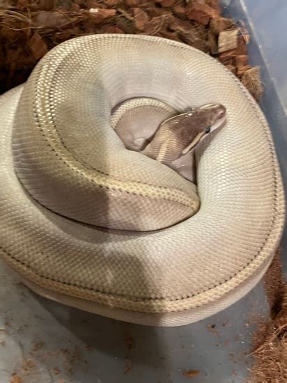 Proven Female Mystic Potion Ball Python By Matzens Morphs