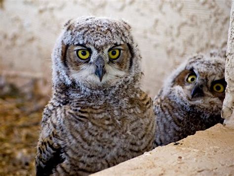 The Devil You Say May 7 2008 Triplet Great Horned Owl Ch… Flickr