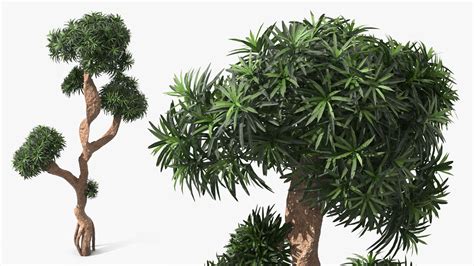 Podocarpus Small Tree 3d Model 29 3ds Blend C4d Fbx Max Ma Lxo Obj Free3d
