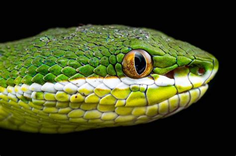 Green Pit Viper Fangs