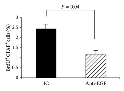 Reduced Numbers Of Nscs And Increased Numbers Of Neuroblasts In The Svz