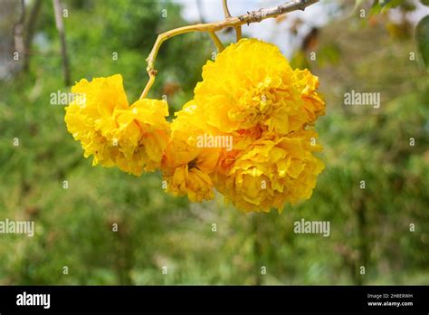 Cochlospermum Regium Tabebuia Also Known As Yellow Cotton Tree Is A Flowering Plant That Has