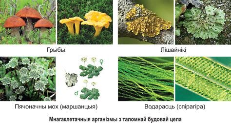 § 0—1 Формы структурнай арганізацыі жывых арганізмаў Мнагаклетачная форма арганізацыі