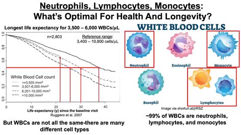 Monocyte Lymphocyte Ratio