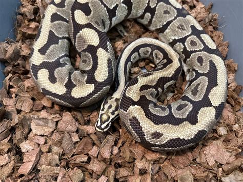 Spotnose Fire Ball Python By Sloan Morphs Morphmarket