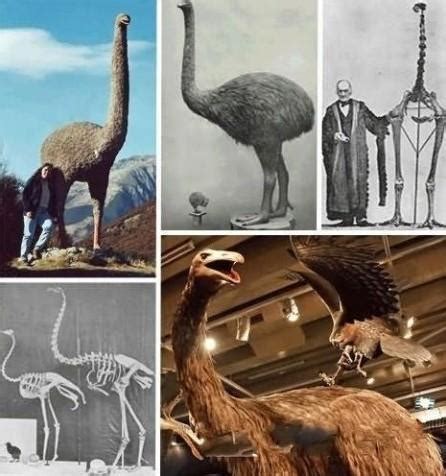 盘点自然界灭绝的远古凶猛生物 海洋财富网
