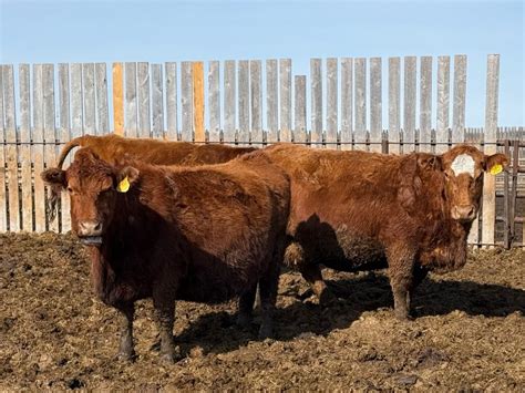 Breault Ranching Ltd 1500 Cows 218 Head Ste Rose Mb Vbp