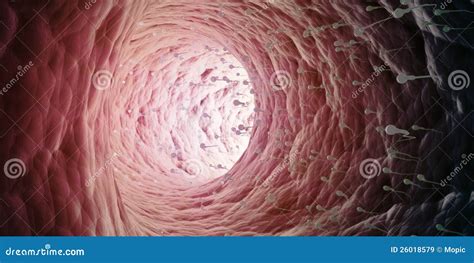 Sperm Cells Inside Ductus Deferens Stock Illustration Illustration Of