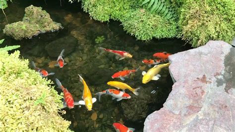 บ่อปลาคราฟ และสวนสวย โดโด้พาชมครับ Koi Pond And Beautiful Garden Youtube