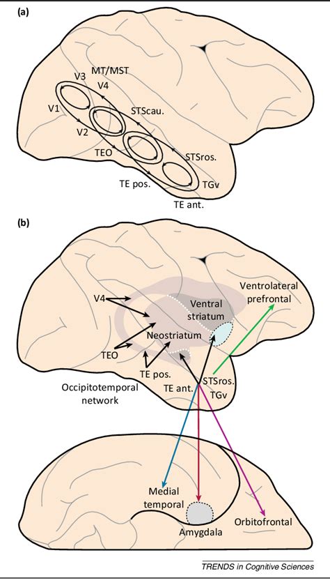 Figure 2 From The Ventral Visual Pathway An Expanded Neural Framework