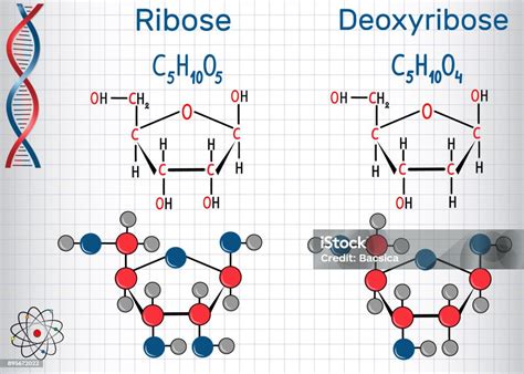Ribose And Deoxyribose Molecules They Are Monosaccharides And Form Part