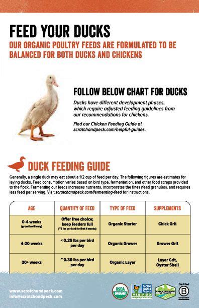 12 Things You Need To Know Before Getting Your First Ducks Artofit