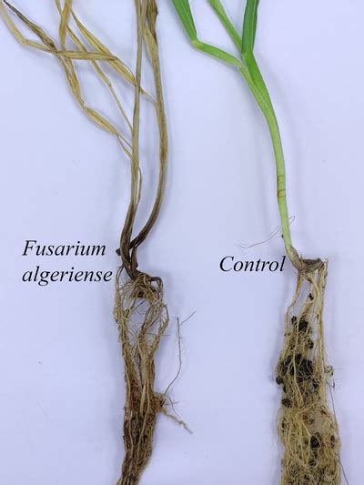 Fusarium Crown Rot Symptoms On Barley Cv Harman Download Scientific