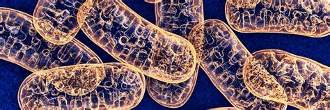 Mitochondrial Disease The Genomics Challenge Genomics Education