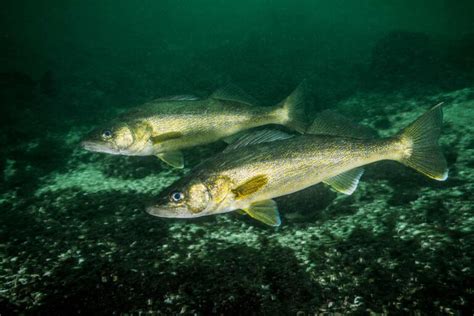 Oneida Lake Fishing Report Fishing Reports And Area Information For