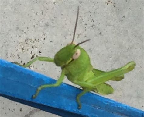 Google S Grasshopper Learn How To Code Virily