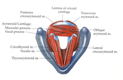 Vocal Nodules Diagram