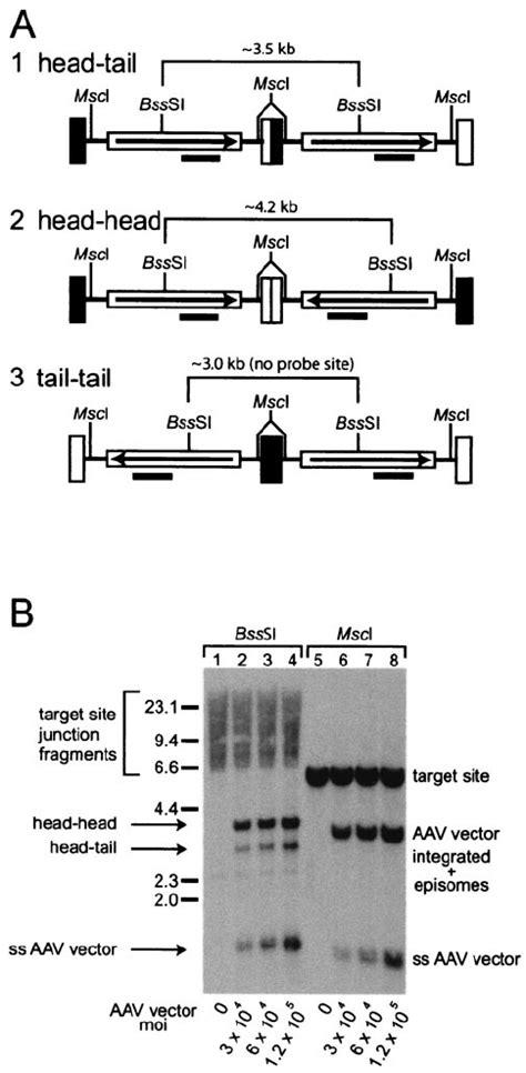Nonhomologous Integration Of Aav Vectors A Diagram Of Aav Vector