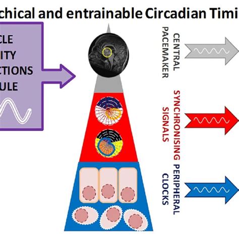 Schematic Representation Of The Circadian Timing System With Its