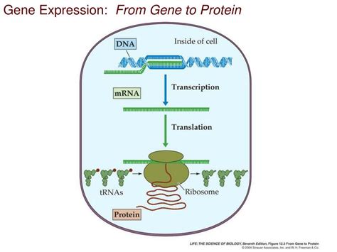 Ppt From Dna To Protein Genotype To Phenotype Powerpoint