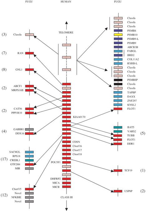 Diagrammatic Comparison Of The Human MHC Class I Region And The Download Scientific Diagram