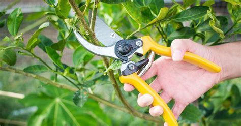 Asexual Reproduction In Plants Characteristics Types And Complete Examples