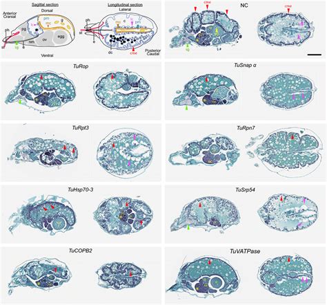 Histological Analysis Of Mite Rnai Phenotypes Schematics Depicting The