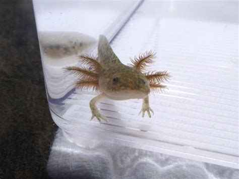 Attakis 3 Wild Mysite