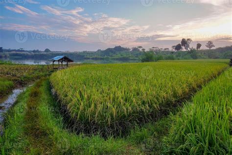 Green Paddy Field Rice Plantation Organic Rice Farm In Asia Rice