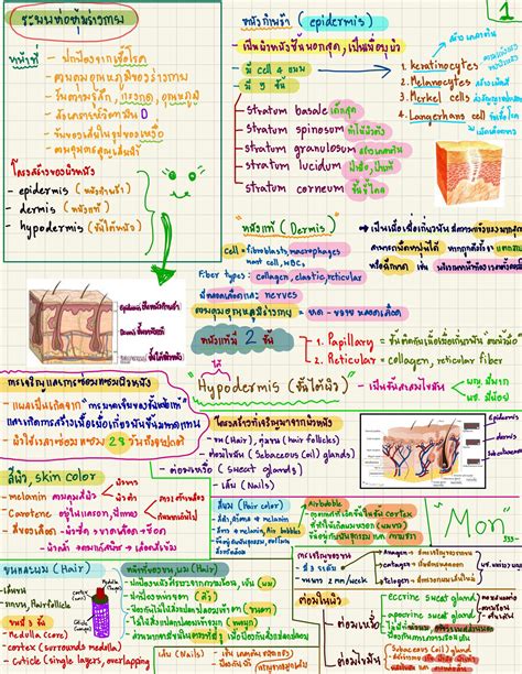 เชื่อสิ สรุป Anatomy ผิวหนังและกระดูก 🥰 Facebook