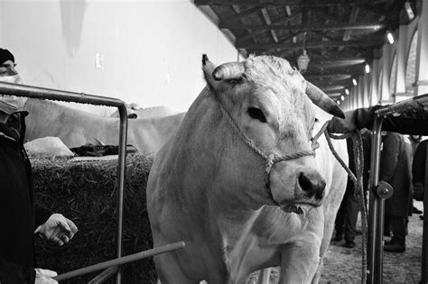 Sapi Ternak Moncalvo Tanah Foto Gratis Di Pixabay Pixabay