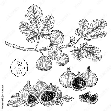 Vector Sketch Fruit Decorative Set Fig Hand Drawn Botanical