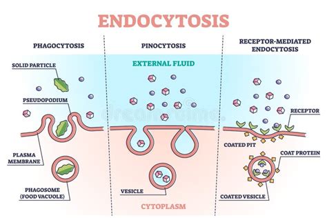 Endocytosis Stock Illustration Illustration Of Transport 60081316