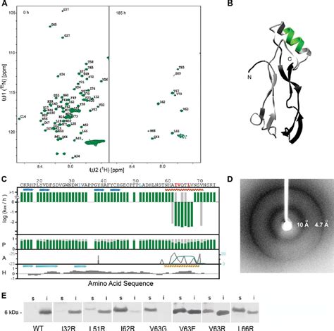 The Short Segment Of Residues 62 67 Of Bmp2 13 74 Forms Cross B Download Scientific Diagram