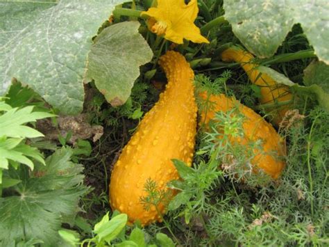 Cucurbita Pepo Feedipedia