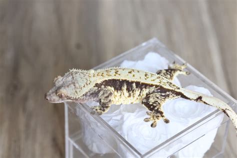 Awesome Structure RTB Female Geckeysiss