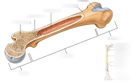 Diagram Of Wk1 Anatomical Bone Landmarks Quizlet