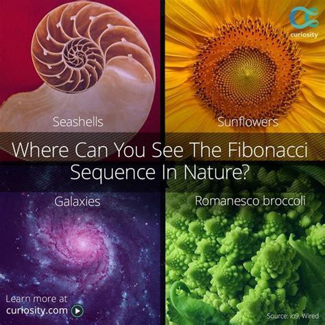 How Do Flowers Know The Fibonacci Sequence Find Out Bit Ly FibonacciInNature Vetenskap