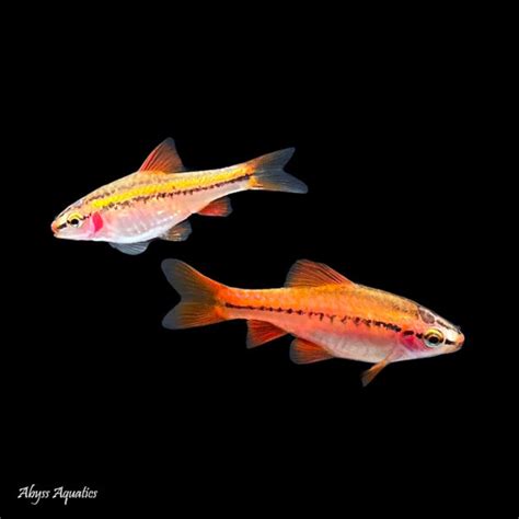 Buy Cherry Barb Fast Professional Service