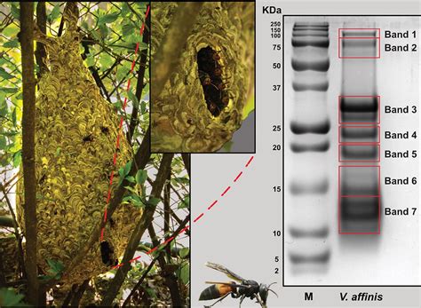 Evolutionary Venomics Lab Kartik Sunagar