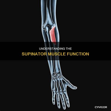 Understanding The Supinator Muscle Function Cyvigor
