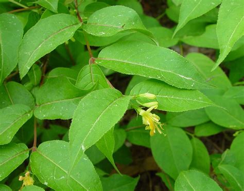 Diervilla Lonicera Bush Honeysuckle Go Botany